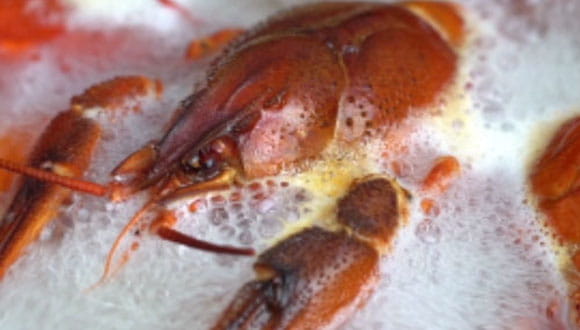 Crawfish Boils: Healthy or Unhealthy? | Houston Methodist On Health