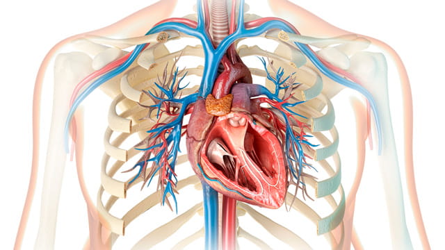 Heart Valve Replacement With Dr. Michael Reardon: Is TAVI Better Than ...