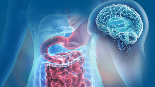 Probiotic Combination Reveals Differential Effects on Psychological and ...
