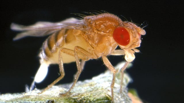 Researcher Uses Mitchell Syndrome Fruit Fly Model to Unlock Secrets of ...