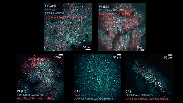 Houston Methodist Researchers Pioneer Optogenetic Modulation Protocol ...