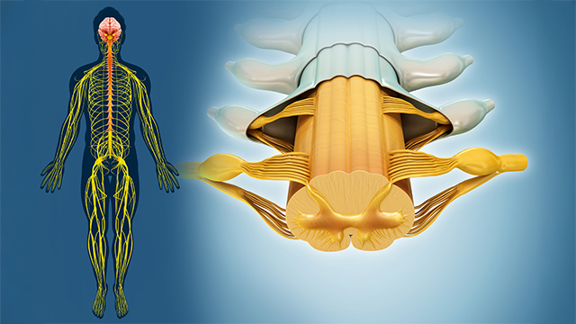 Innovative Technologies Are Restoring Upper Limb Functions in Paralysis ...