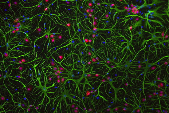 Research at Houston Methodist Academic Institute