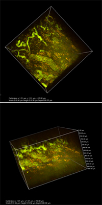 Intravital Microscopy | Houston Methodist Academic Institute